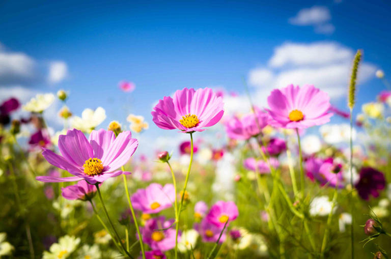 8 easy-to-grow flowers that are perfect for first-time gardeners ...