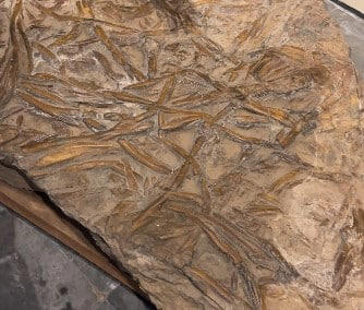 Scientists discover a 700-kilogram fossil rock in Brazil that confirms ...