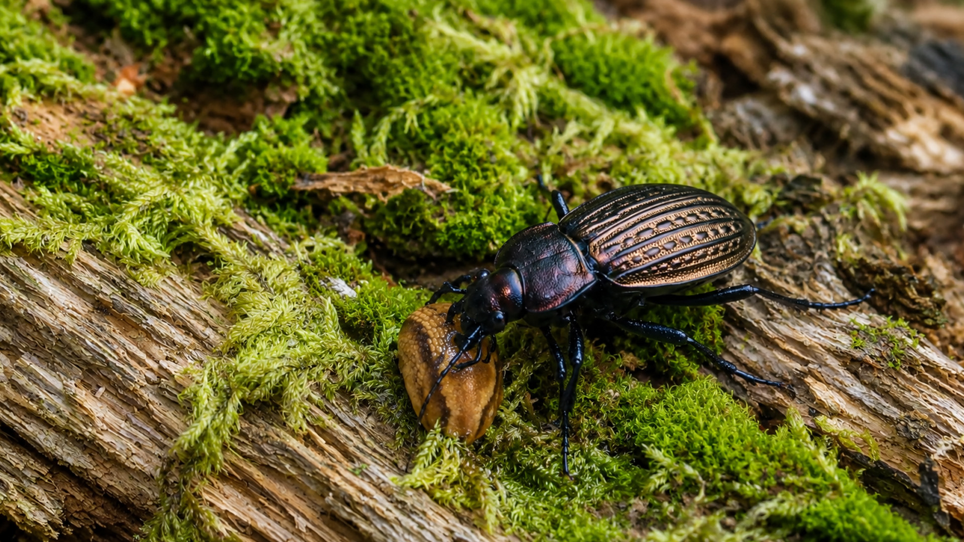 Camera trap reveals predator beetle attacking slug on mossy wood