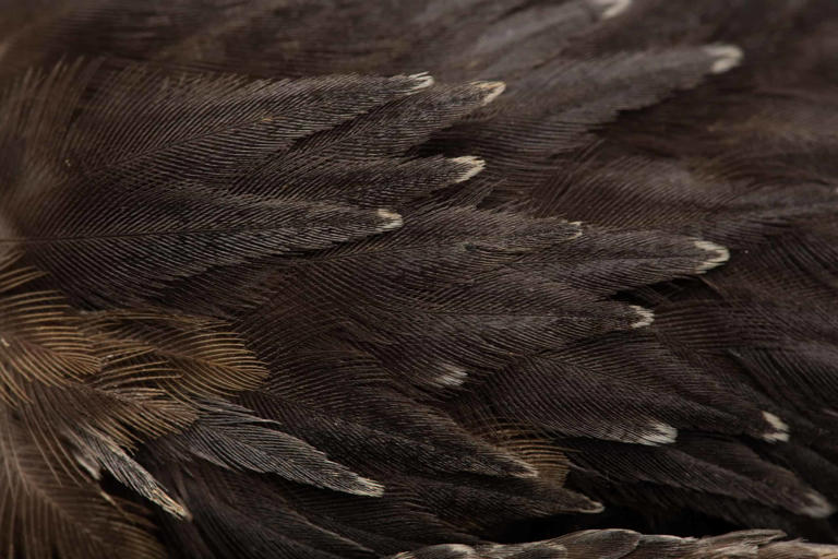 Some birds’ feathers are designed to self-destruct on schedule
