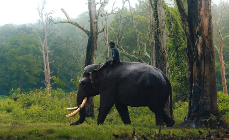 5 best monsoon wildlife safaris in India for an unforgettable adventure