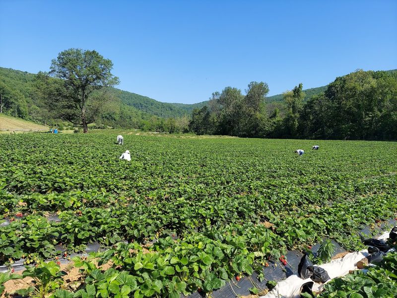 The Virginia berry farm where you fill your own buckets with ripe, sun ...
