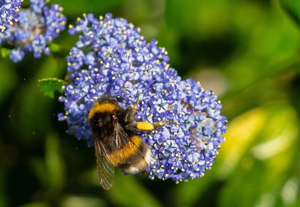 Why one tiny creature is so important that losing it could change life ...