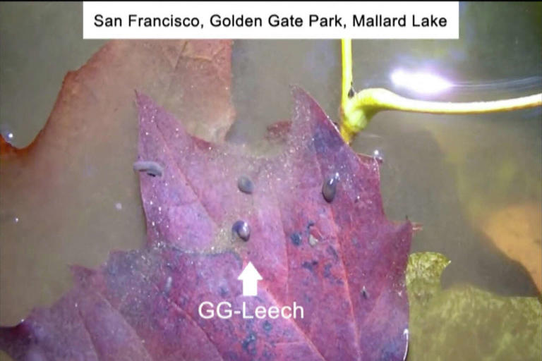 Rare photos captured of elusive animal found only in Golden Gate Park