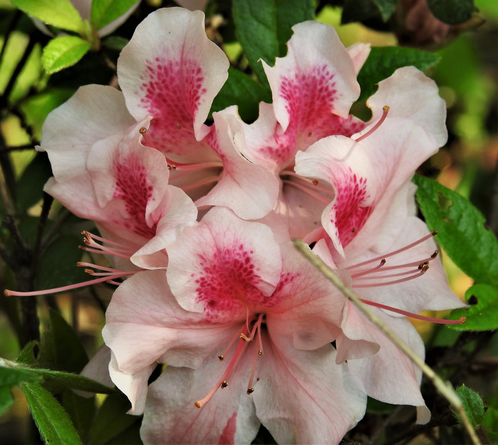Le Azalea Encore stanno conquistando gli outdoor grazie a un dettaglio ...