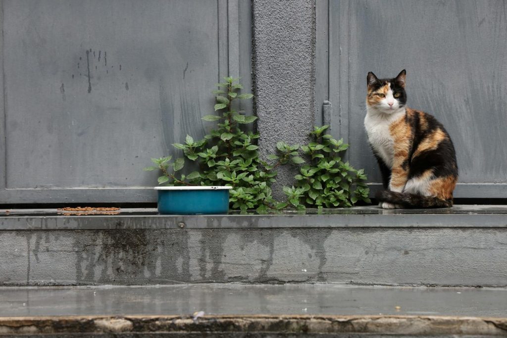 How a nervous stray cat finally chose her human