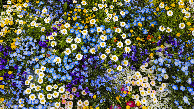 Before you plant daisies, you need to know these things