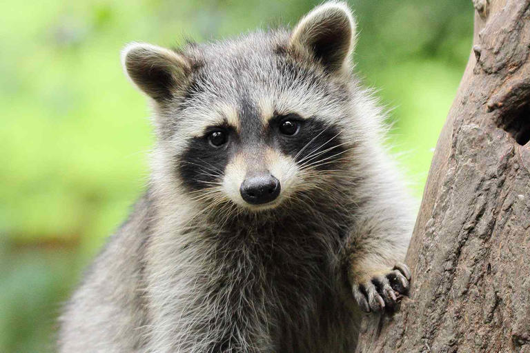 Toddler was 'severely' bitten by raccoon, and needed rabies shot, while ...