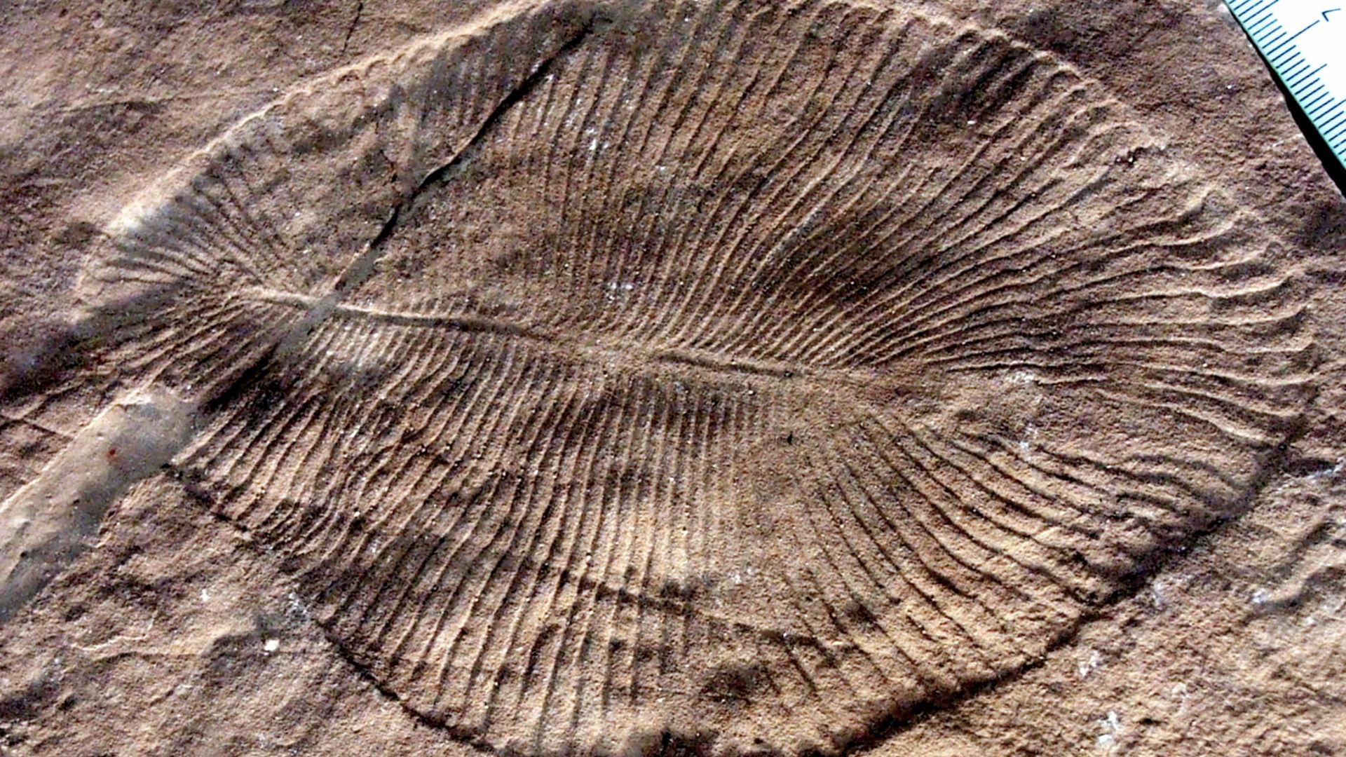 20 mysterious fossils that paleontologists still can't explain