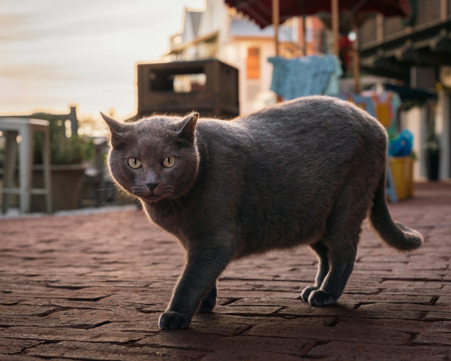 Why is this tailless cat wobbling down the street?