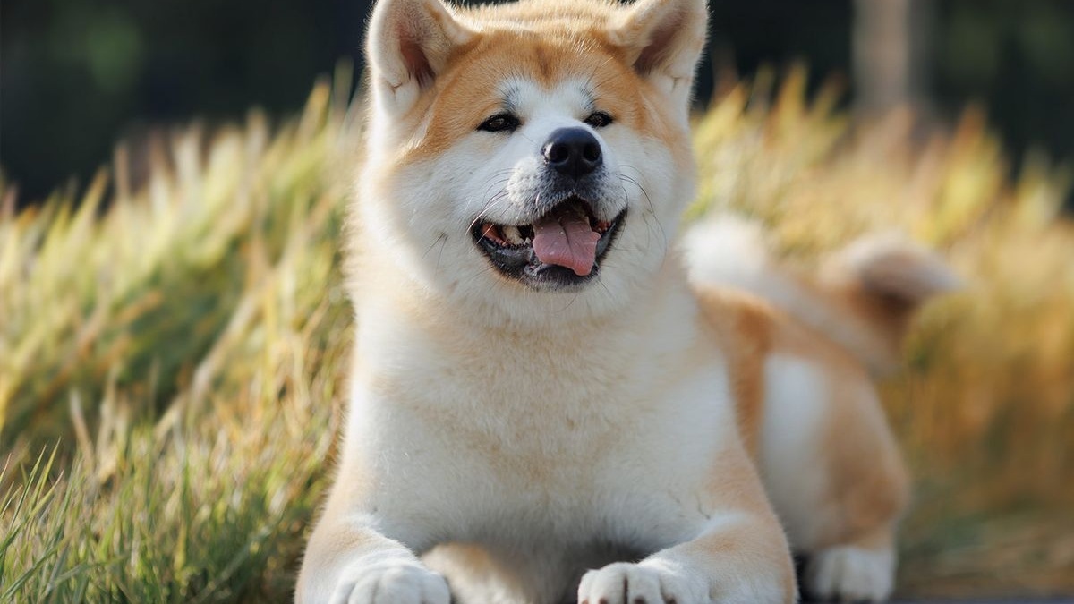 8 dog breeds so loyal they choose one person for life