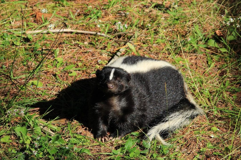 What to do if you discover a skunk living in your yard