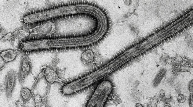 No-vaccine Ebola strain triggers global emergency as cases cross borders