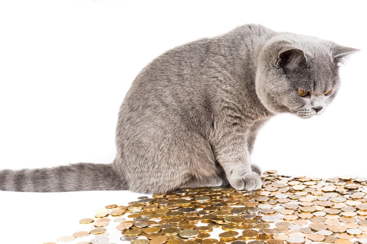 Why did an abandoned cat refuse to leave the roof?