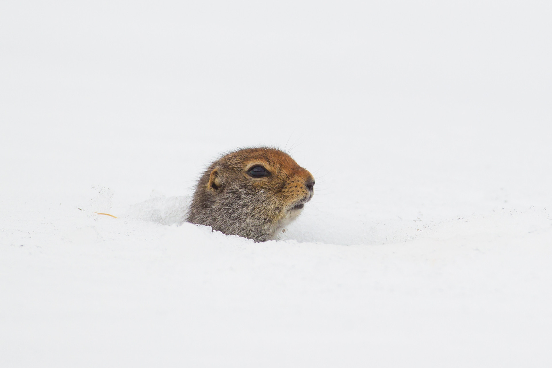 Animals that can survive being frozen