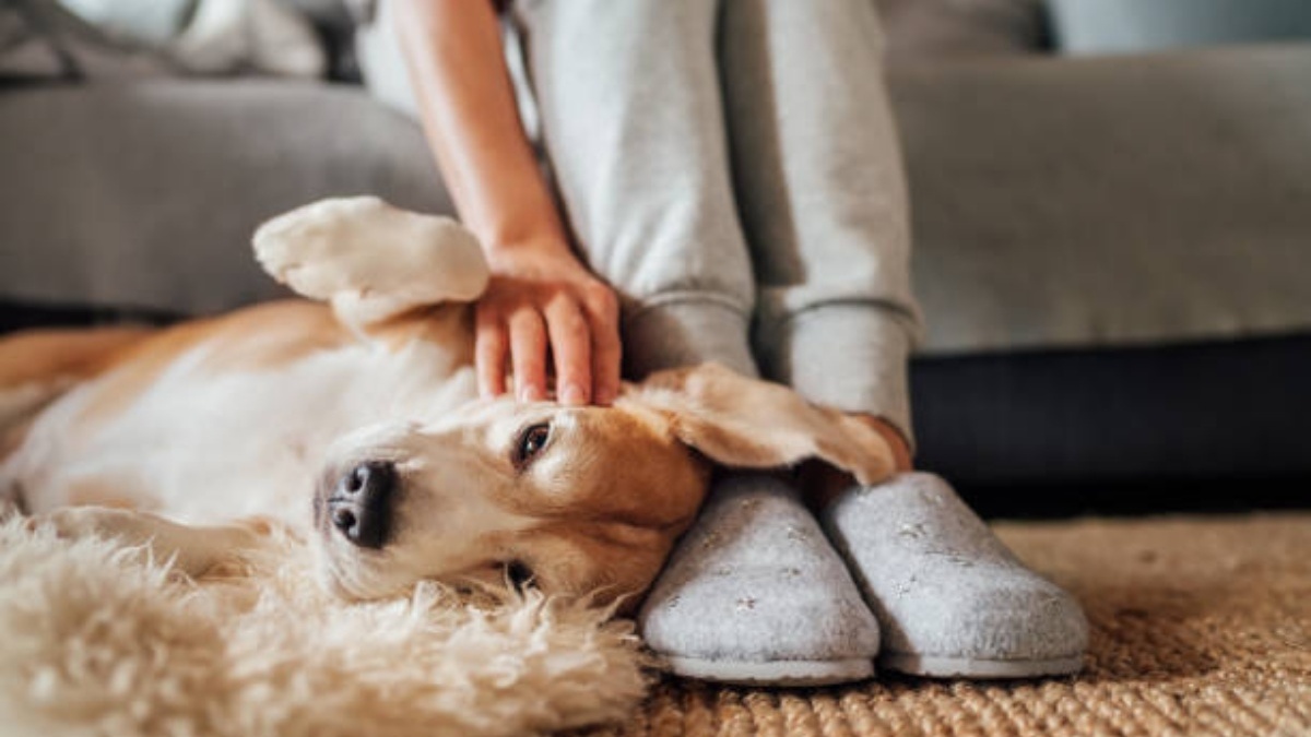 8 habits dogs only develop with people they love deeply