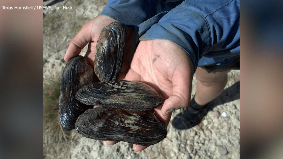 Lawsuit seeks habitat protections for endangered Texas hornshell mussel ...
