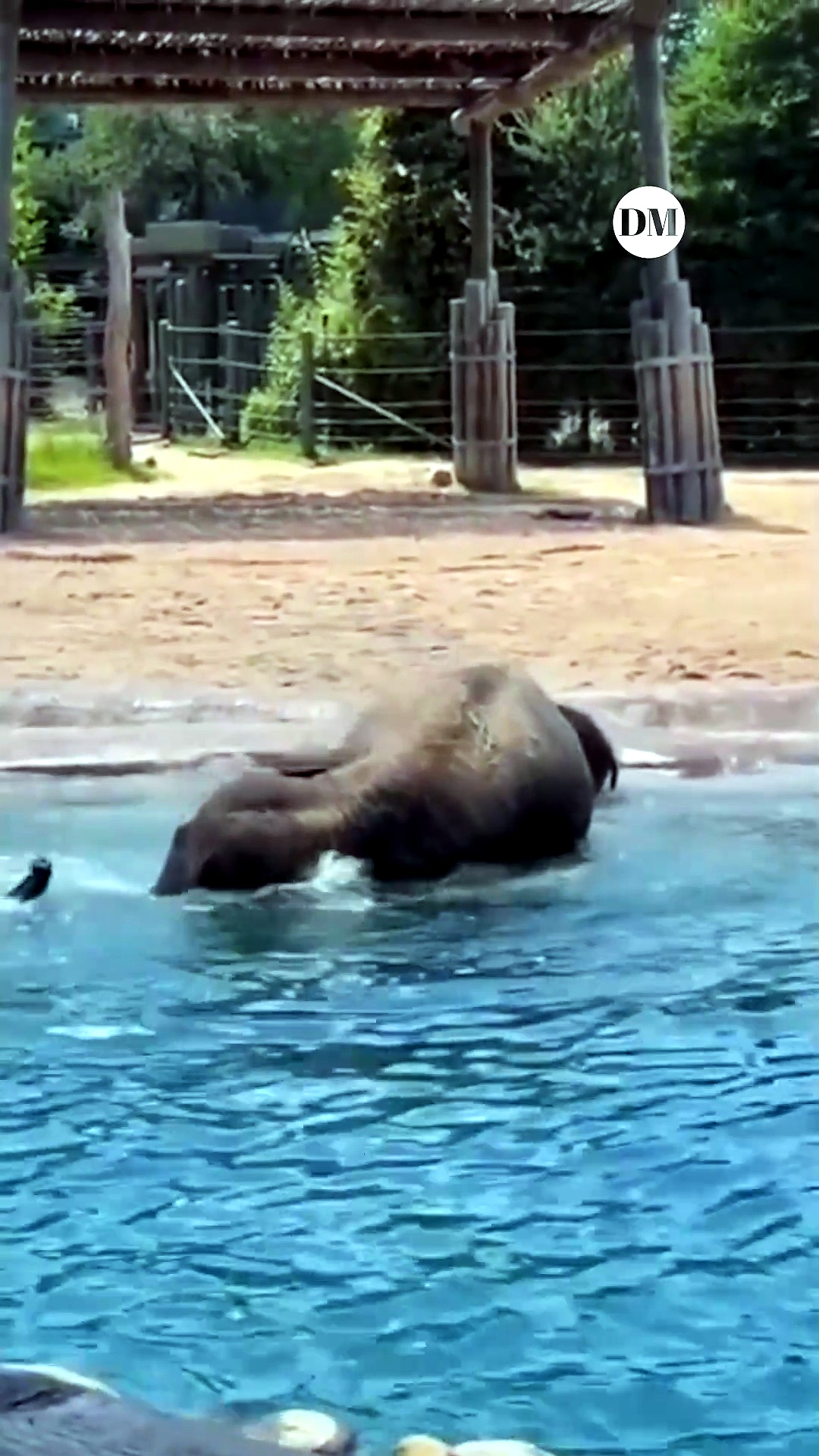 Zoológico de Fort Worth cautiva con las imágenes del primer baño de su ...