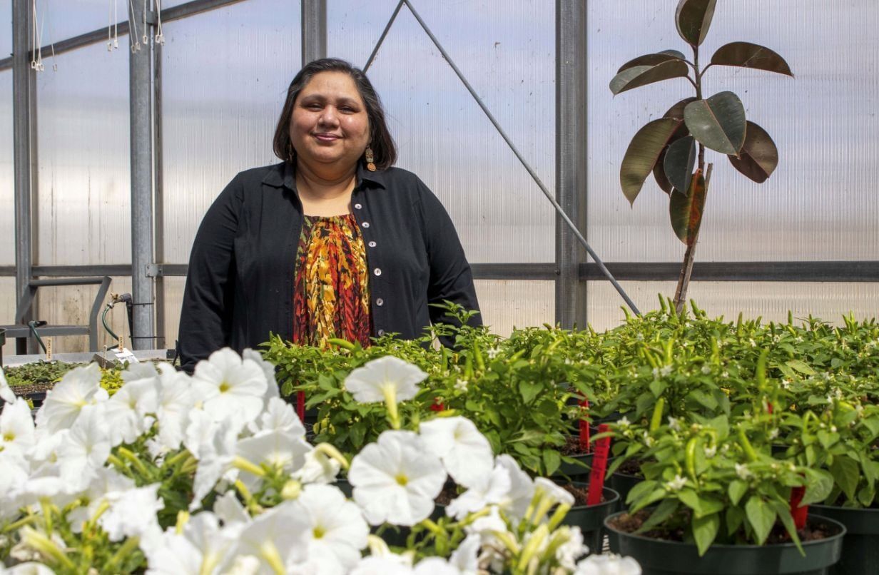 Manitoba research project aims to reduce peat moss use in greenhouse ...