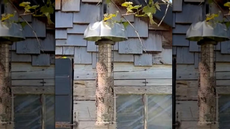 Don't toss an old bundt pan: Make a clever bird feeder cover instead