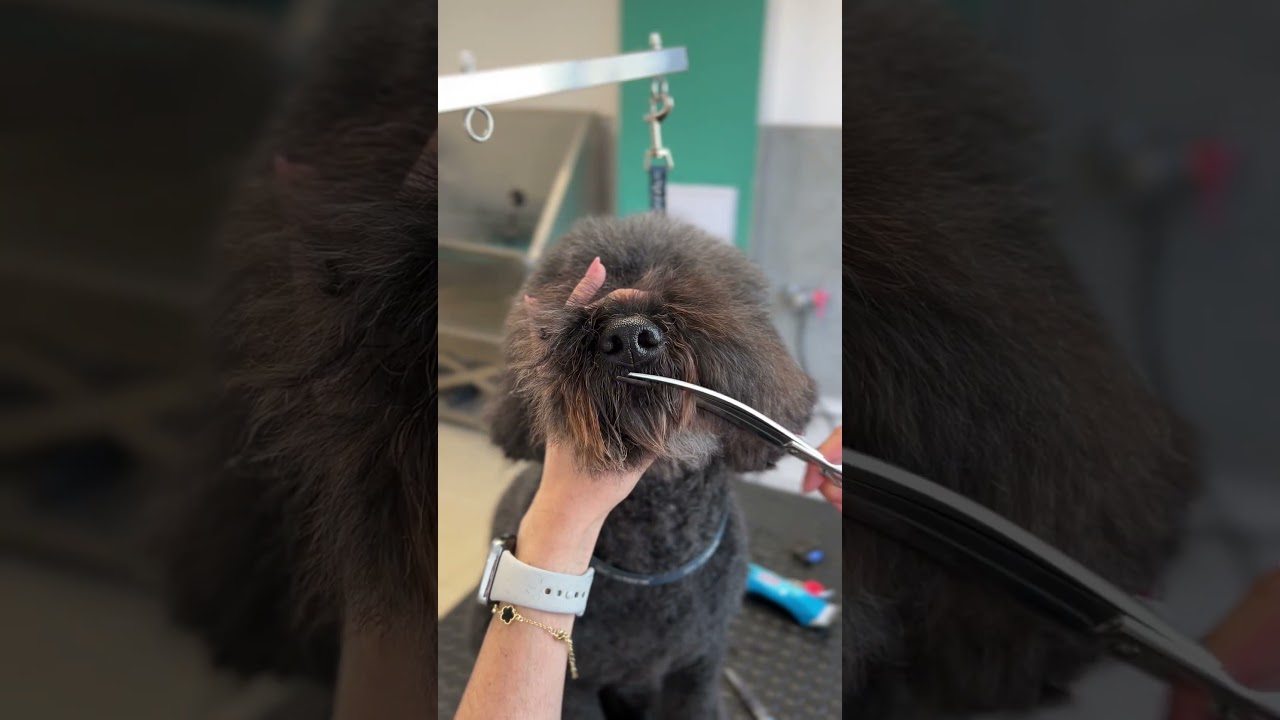 Curly poodle makeover: Dramatic before & after dog grooming transformation!