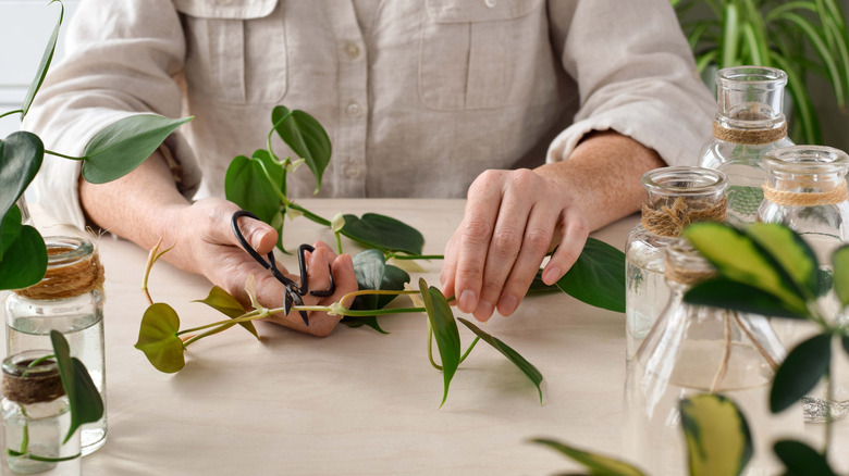 Woman uses Dollar Tree glass bottles to create a high-end hanging plant ...
