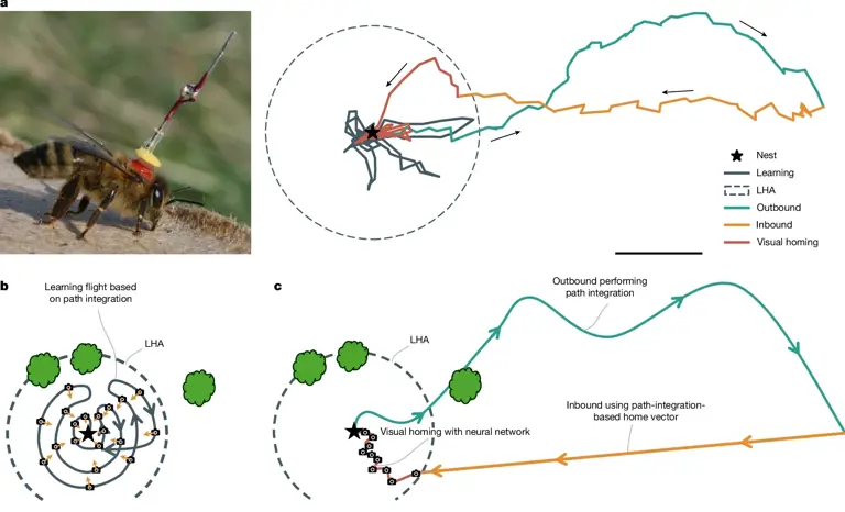 Bee-inspired navigation system lets tiny robots fly without GPS