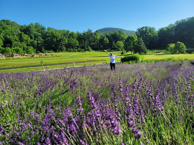 This Maryland lavender farm will convince you you’ve wandered into ...