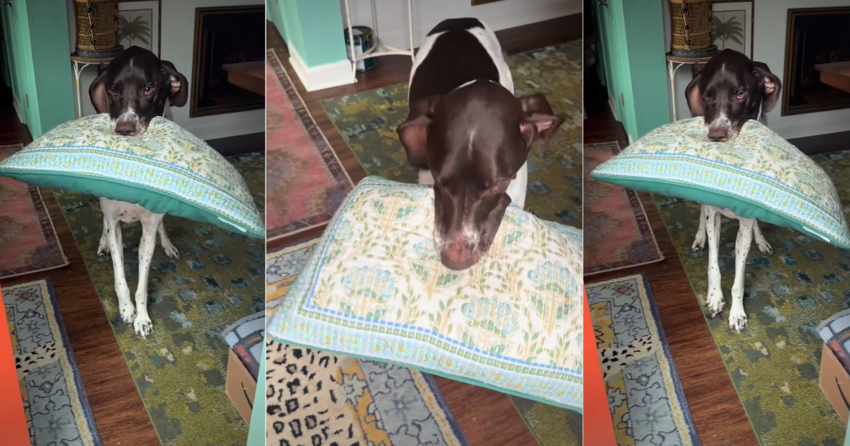 Dog breaks into happy wiggles while greeting owner with pillow in mouth