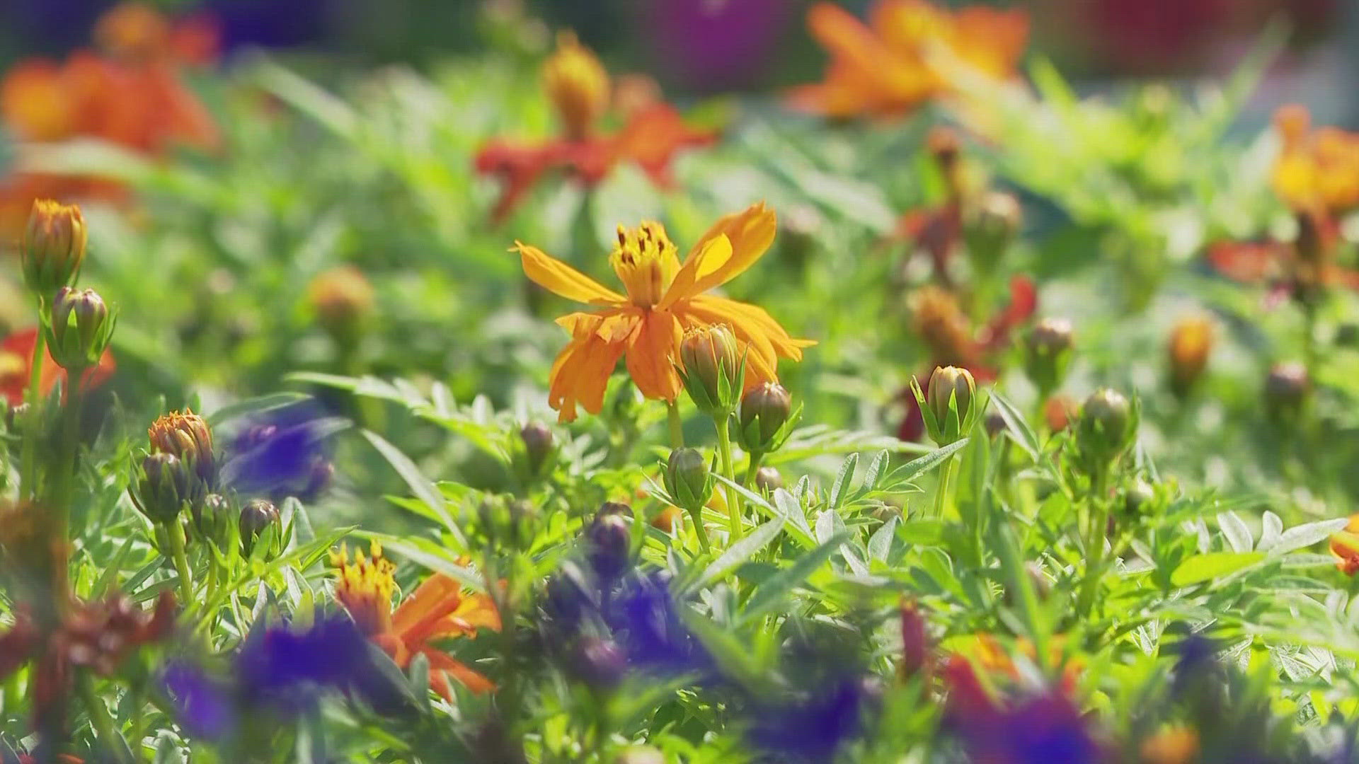 Upcoming warm weather looking great for gardeners after wet spring