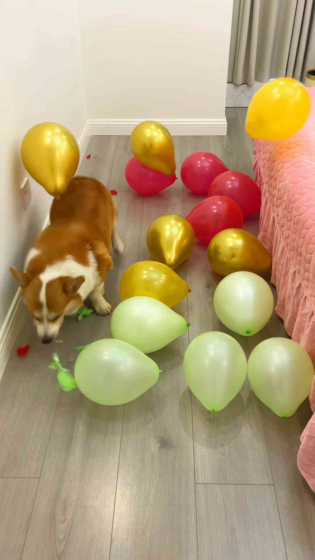 Cats vs Dogs: The obstacle challenge