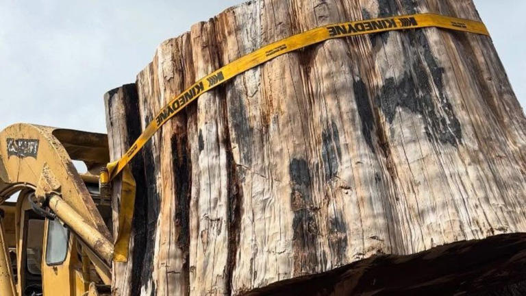Historic 1,500-year-old fire-scarred sequoia will be sent to the ...