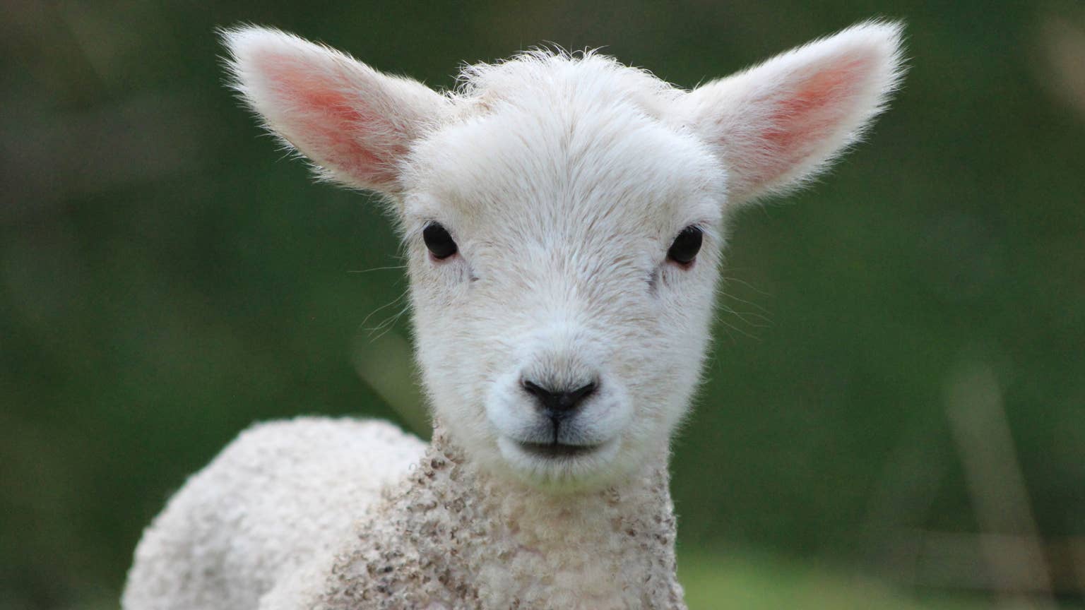 Meet the smiling babydoll sheep: The adorable mini farm animal everyone ...