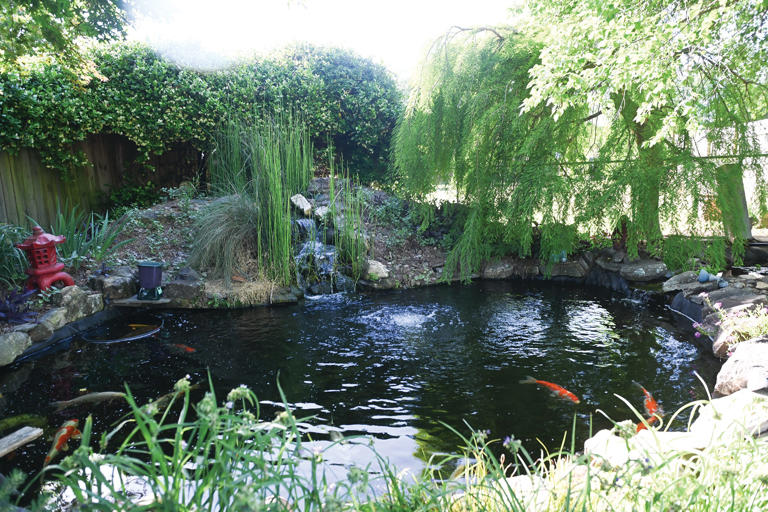 Playing it koi: Hobby turns into a business with colorful results