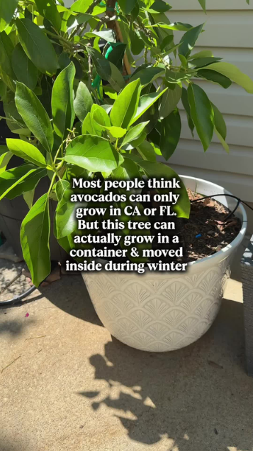 Grow avocados anywhere