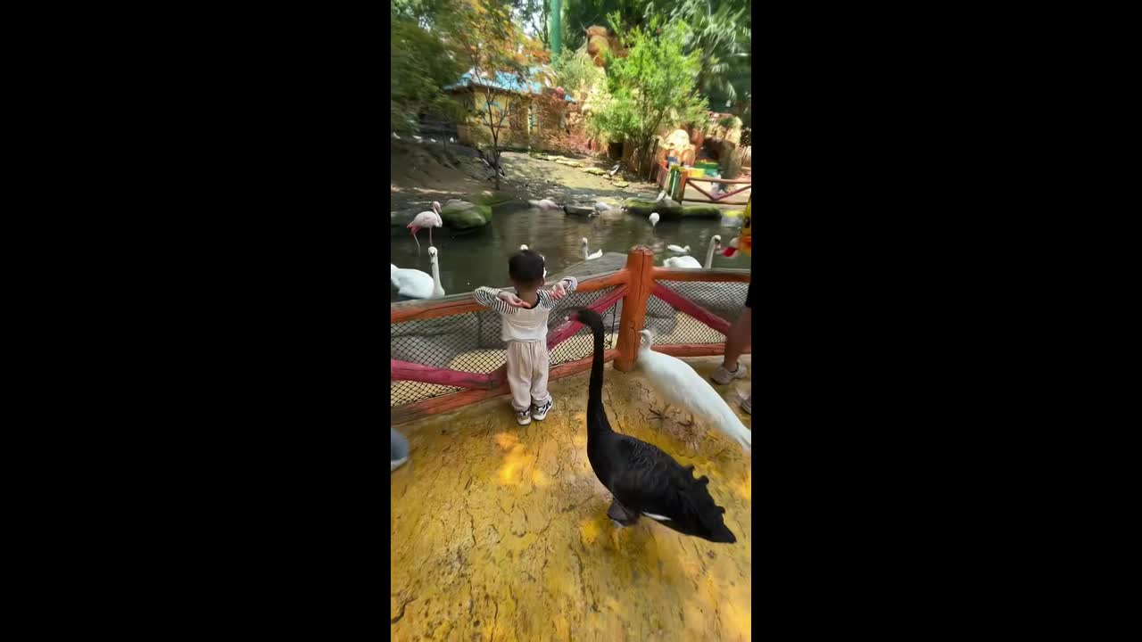 Persistent black swan waits for food from child in Hubei, China