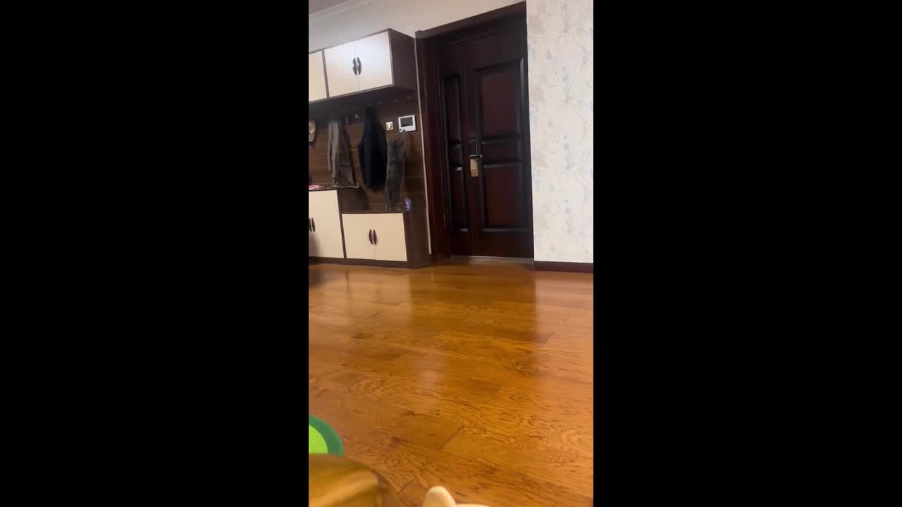 Cat repeatedly taps doorbell monitor in Henan, China