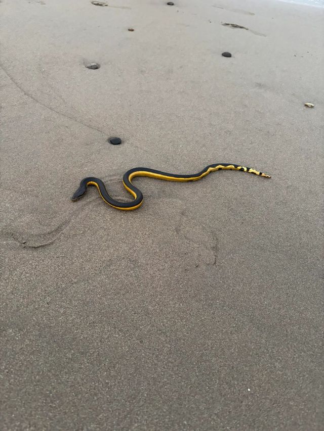 Yellow-bellied sea snake spotted off Nuevo Vallarta in stunning morning ...