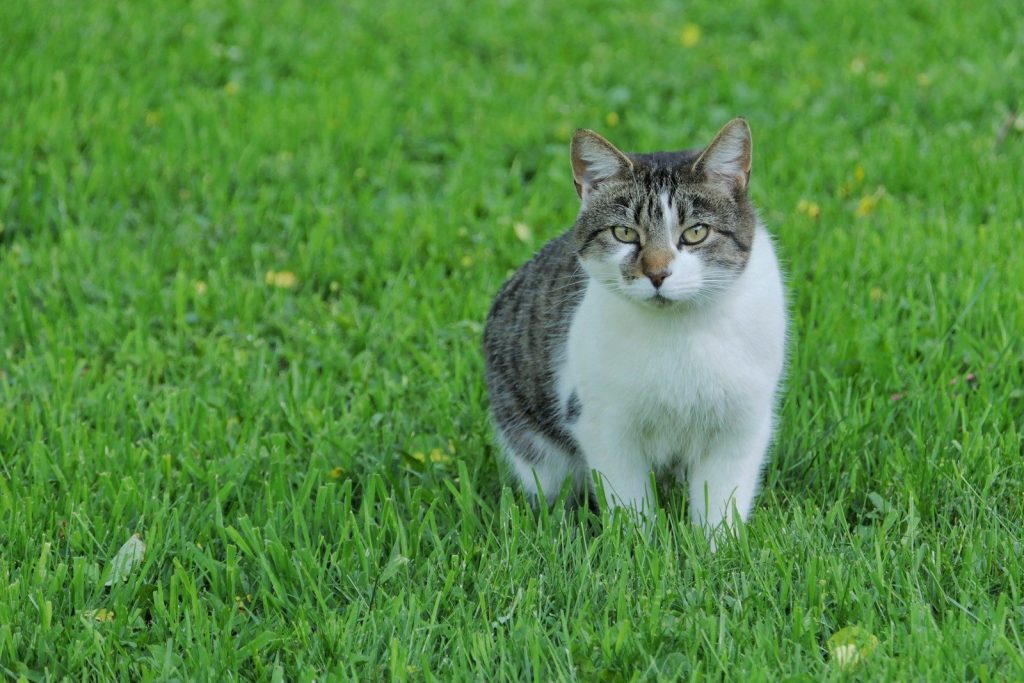 Why is this tailless cat wobbling down the street?