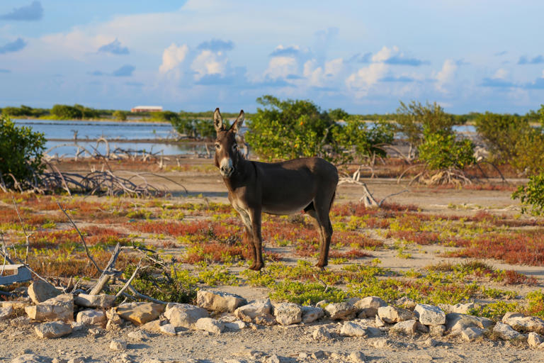 Le luxe de ralentir aux Îles Turques-et-Caïques