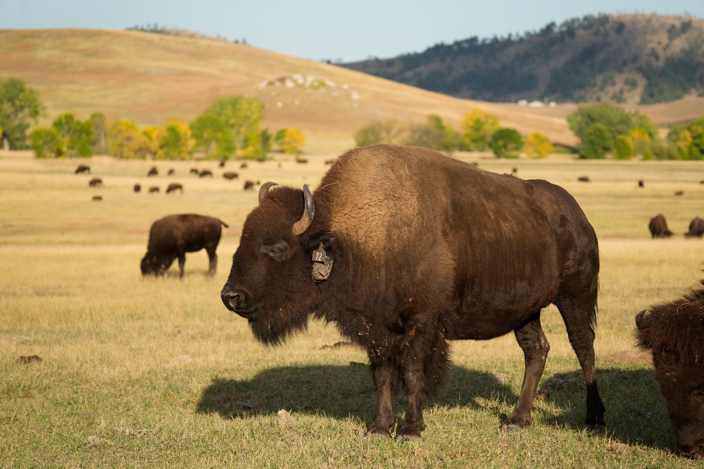 70-year-old woman dead after being struck by bison in South Dakota