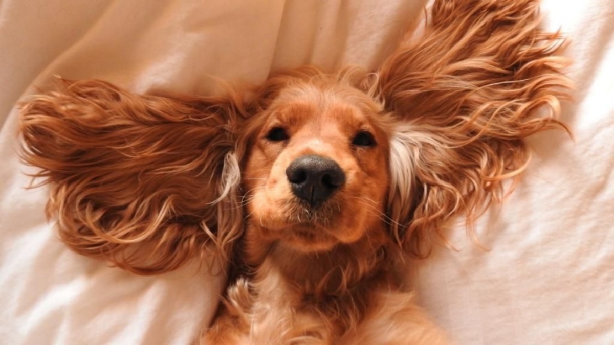 12 underrated dog breeds that make unforgettable companions