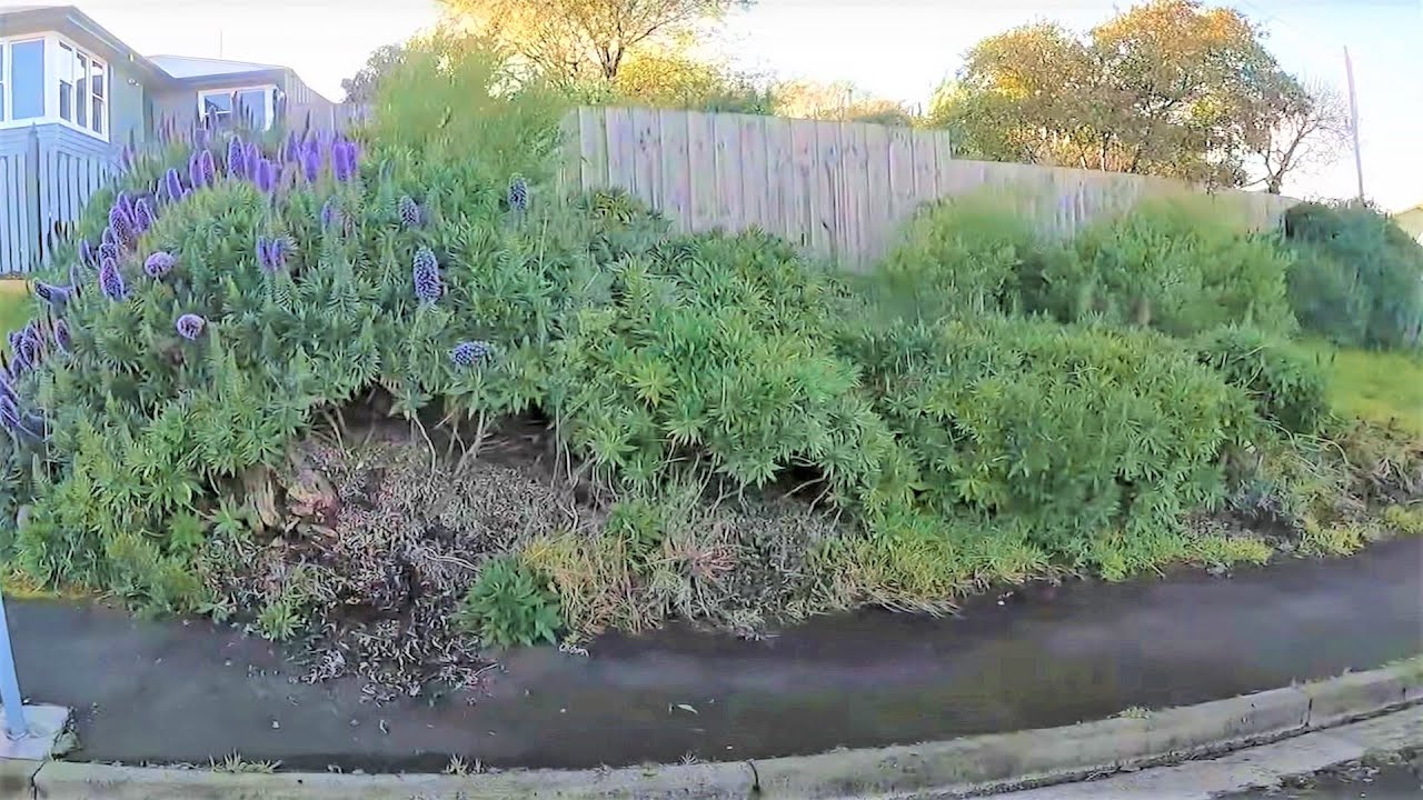 Overgrown garden needs a bulldozer!