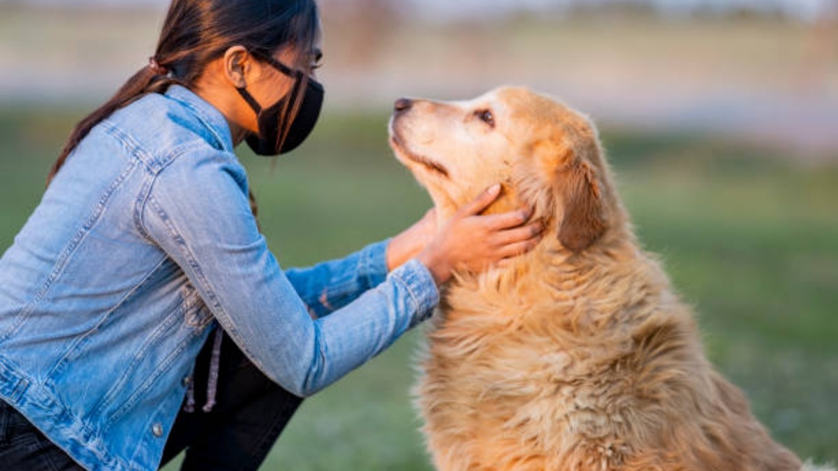SPCA International reveals the 11 dogs that have been waiting the ...