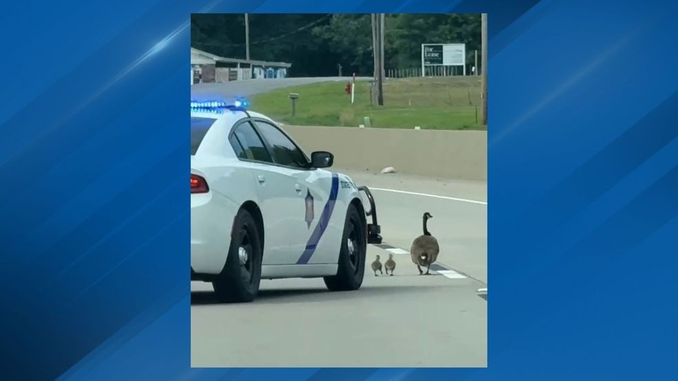 Arkansas State Trooper appears to run over gosling on highway; Col ...