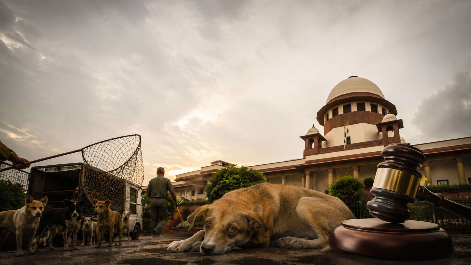 Supreme Court refuses to entertain NGO's plea to clarify rabid dogs ...