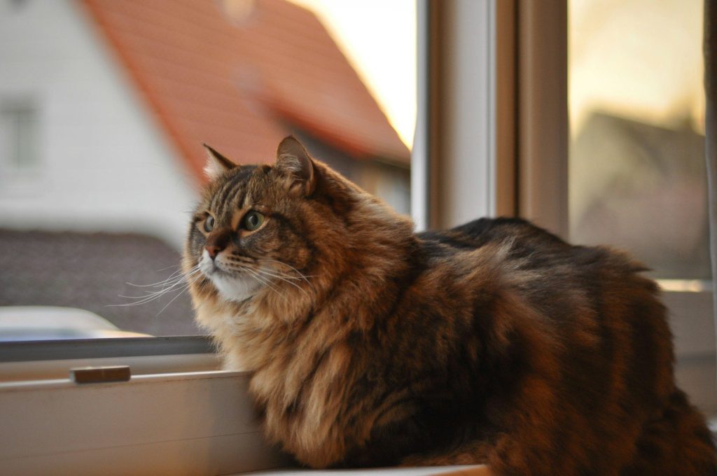 Can a giant cat choose his own tiny soulmate?