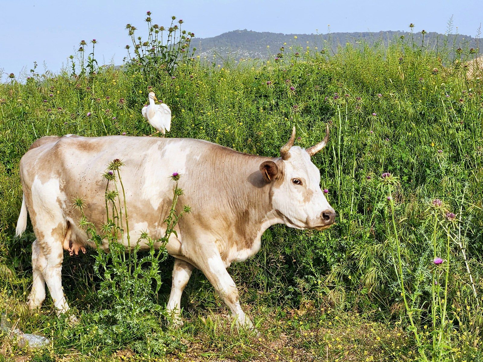 Cows shock farmer by protecting wild duck eggs from predators