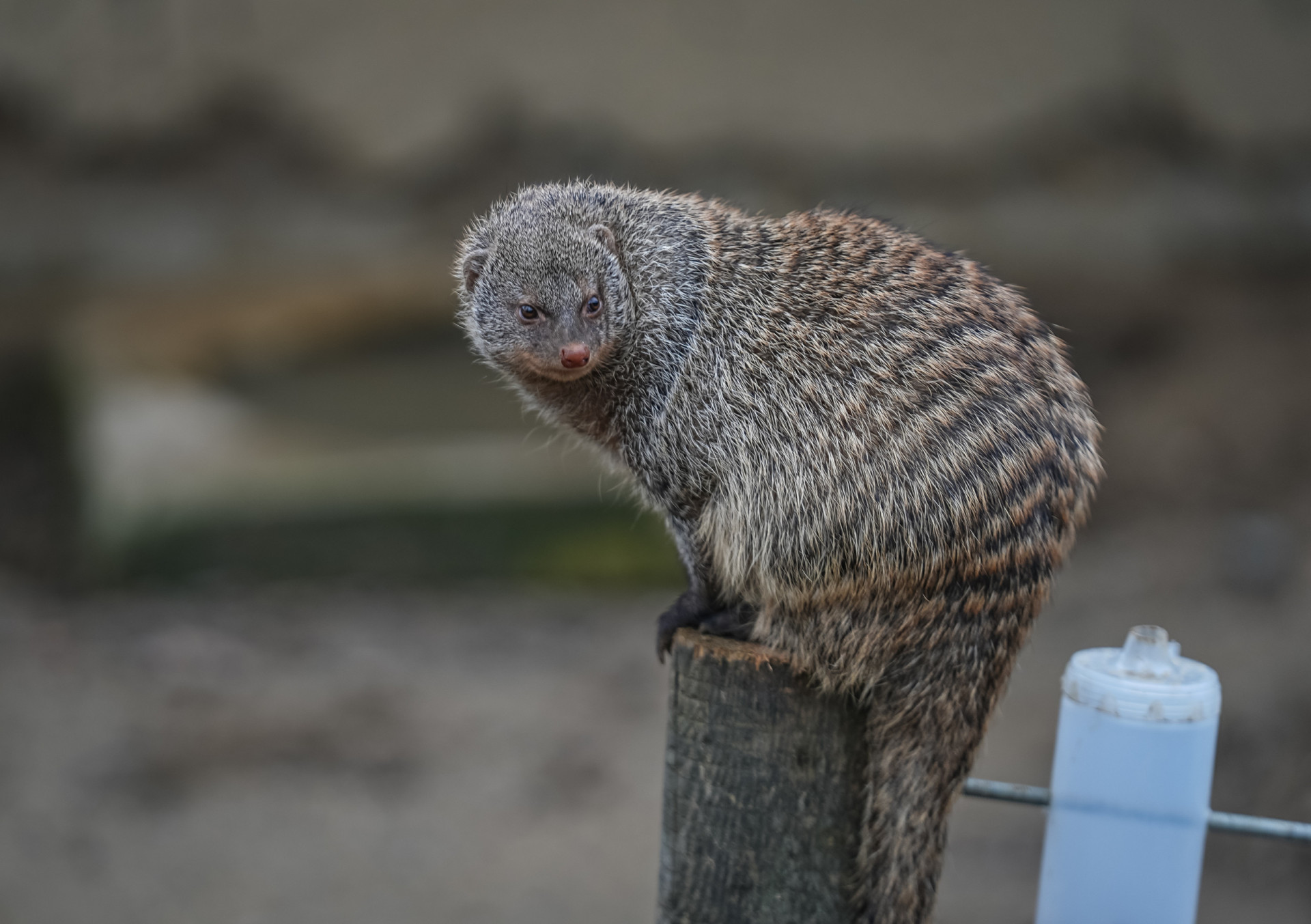 Animals that hunt dangerous (and deadly) prey