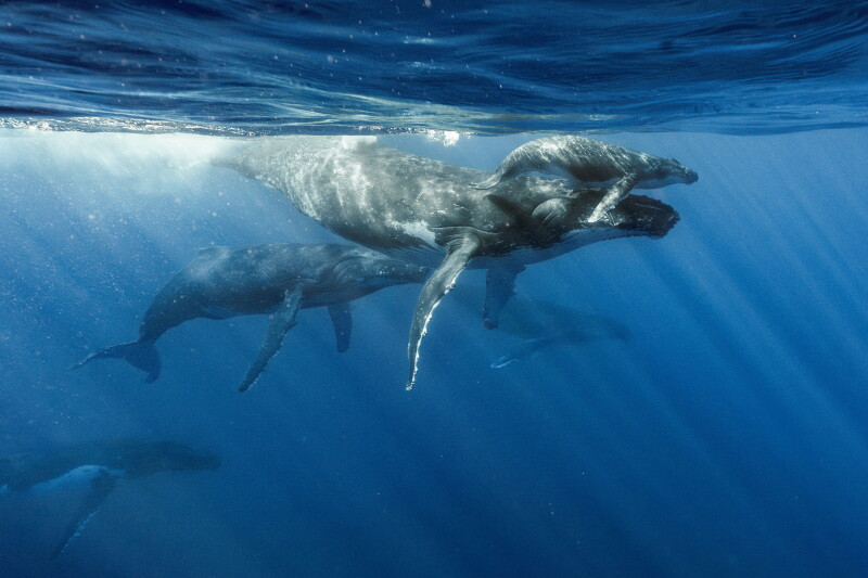 What it's like swimming with humpback whales in Niue